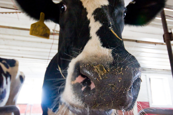 Spring dairy preview to welcome 300 head of cattle to Hamburg | Dairy ...