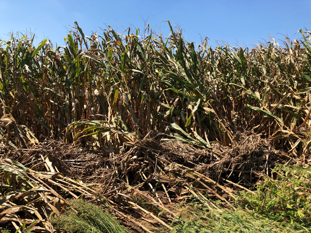 Ensuring Quality Silage After Excessive Rains and Flooding | Dairy ...
