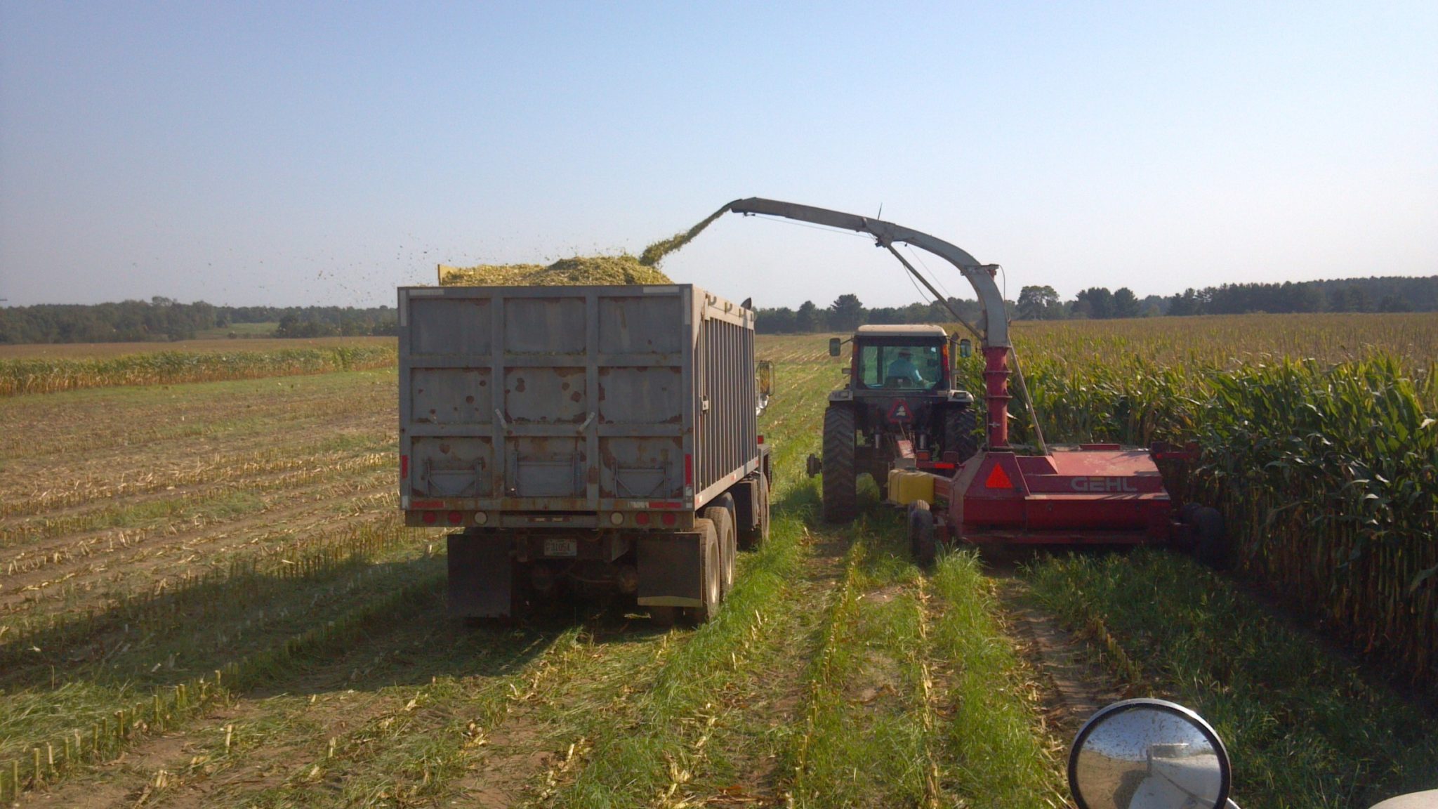 Four Considerations for an Optimal Fresh Chopped Corn Harvest | Dairy ...