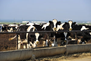 St. Albans dairy plant is to close in August | Dairy Business News