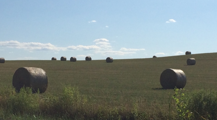 The basics of making Great hay | Dairy Business News
