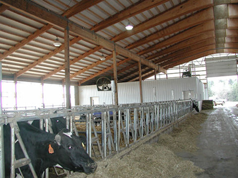 Strategies for early cow dry off | Dairy Business News