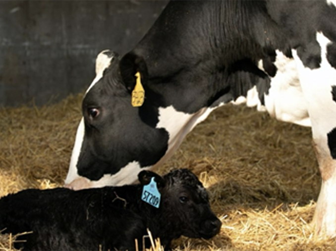 Ovulation in Dairy Cows | Dairy Business News
