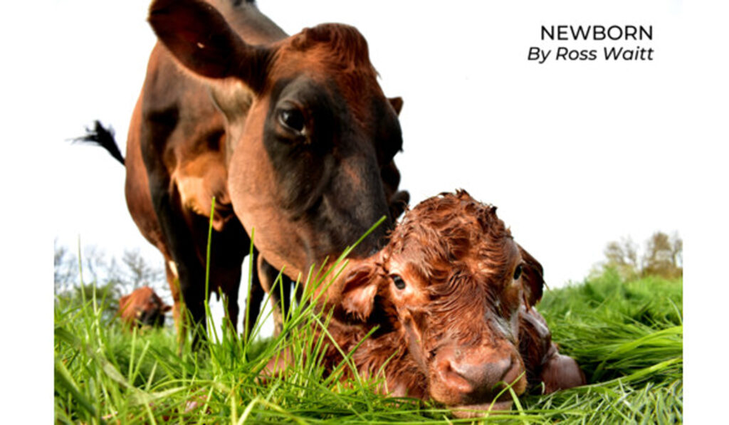 2021 Indiana Ag photo contest winners | Dairy Business News