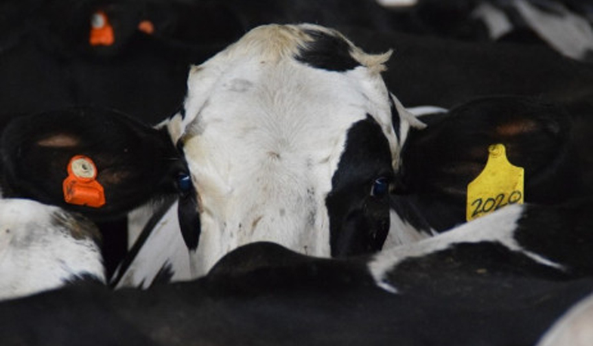 Ovulation in Dairy Cows | Dairy Business News