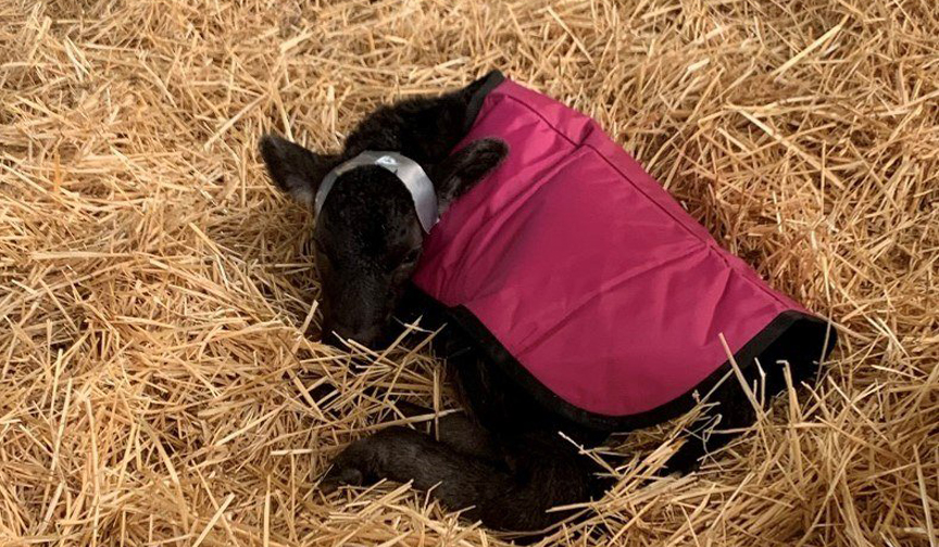 Questions to Consider Before Disbudding Calves | Dairy Business News