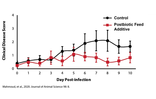 Keep Calves Free From Respiratory Disease | Dairy Business News
