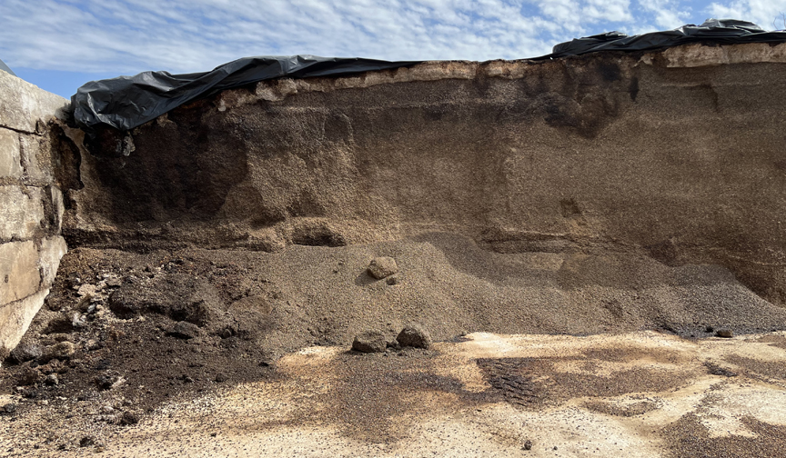 Mycotoxins in Feed… Now What? | Dairy Business News