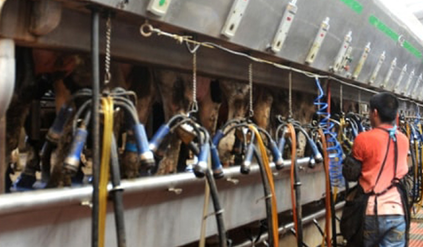 Texas dairy producers see high prices, high input costs | Dairy ...