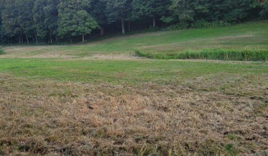 Late Summer Hay and Pasture Management Considerations | Dairy Business News