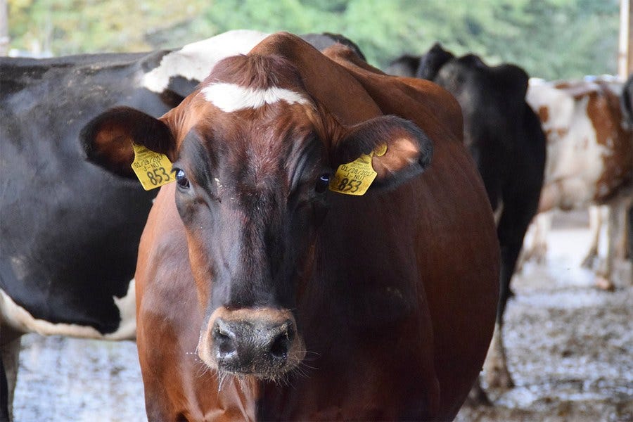 Heat Detection with Cattle | Dairy Business News