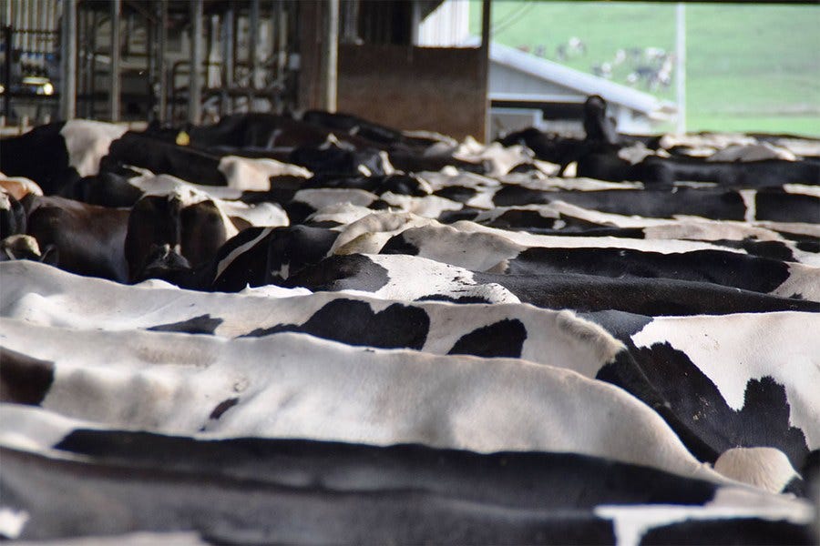 Heat Detection with Cattle | Dairy Business News