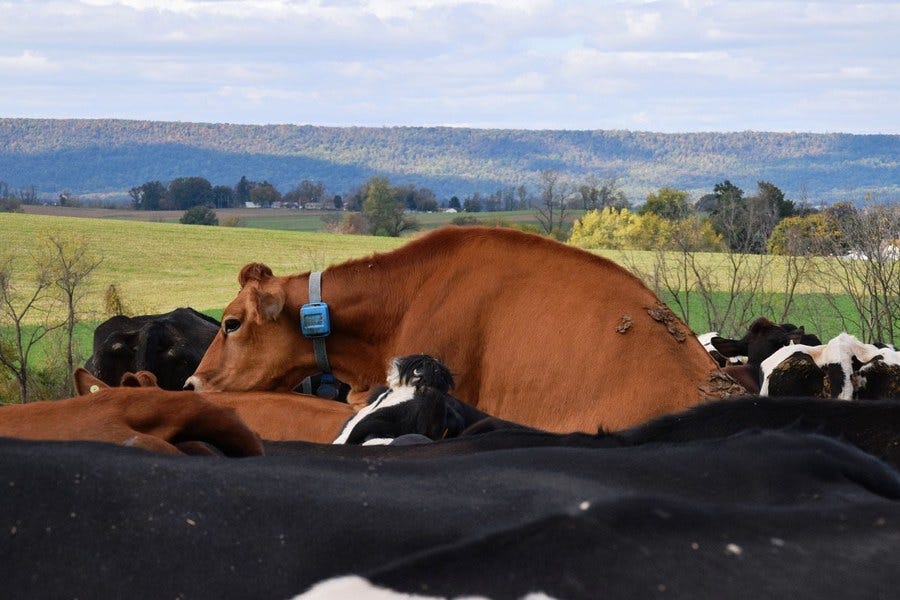 Heat Detection with Cattle | Dairy Business News
