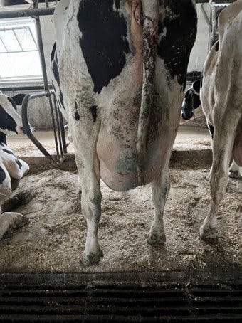 Udder Edema: Prevention Versus Treatment | Dairy Business News