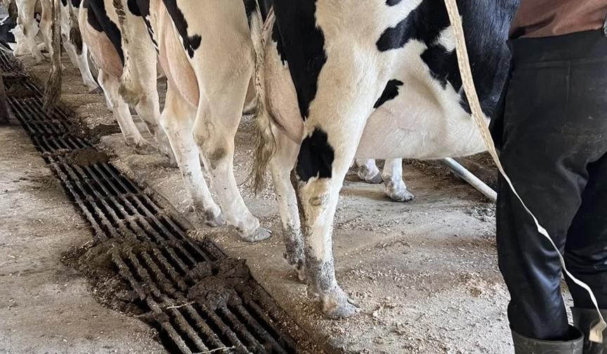 Udder Edema: Prevention Versus Treatment | Dairy Business News
