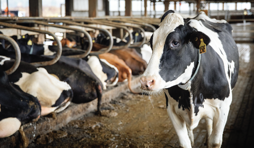 Key Factors To Achieving Nutrition Consistency | Dairy Business News