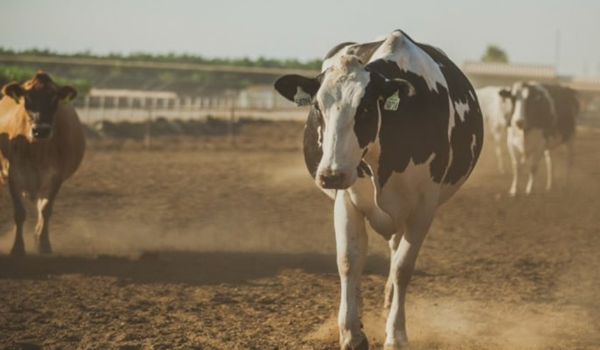 California’s “Planet-Smart Dairy” mantra picks up momentum | Dairy ...