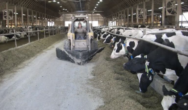 Benefits of Timely Feed Delivery and Push Ups | Dairy Business News