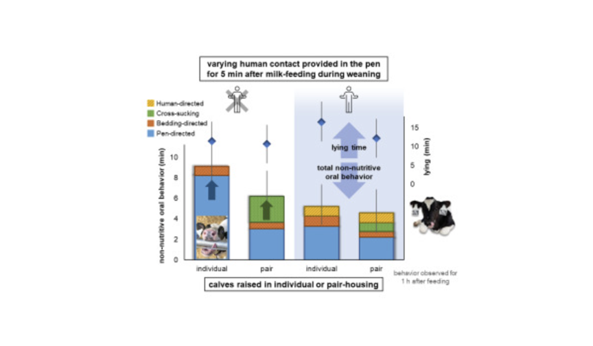 New study discovers human interaction may reduce calves’ stress during ...