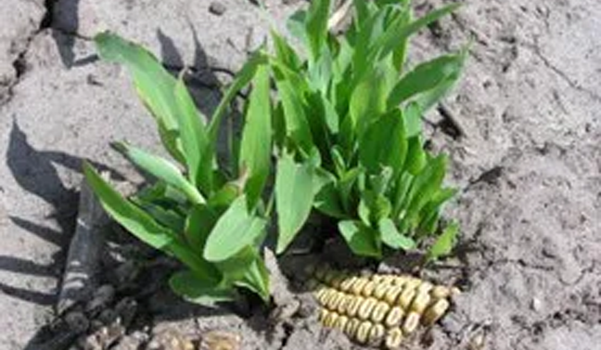 Herbicide Options for Controlling a Failed Corn Crop | Dairy Business News