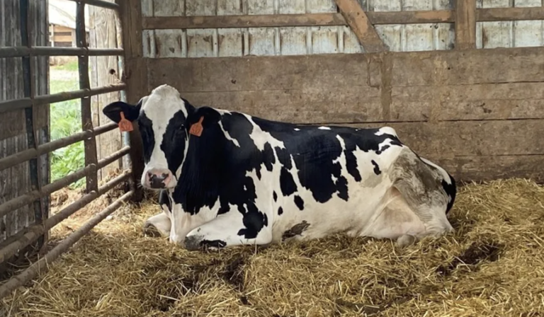 Proper Care for Non-ambulatory Dairy Animals | Dairy Business News