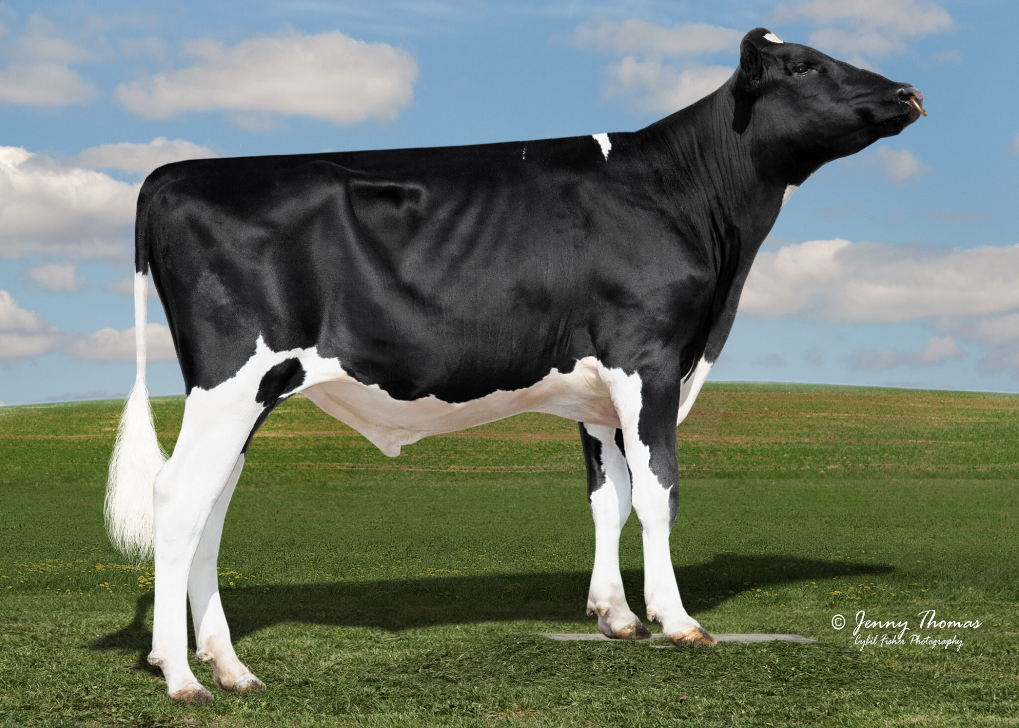 DairyVoice podcast: Tim Abbott and Mike Duckett of Showbox Sires ...