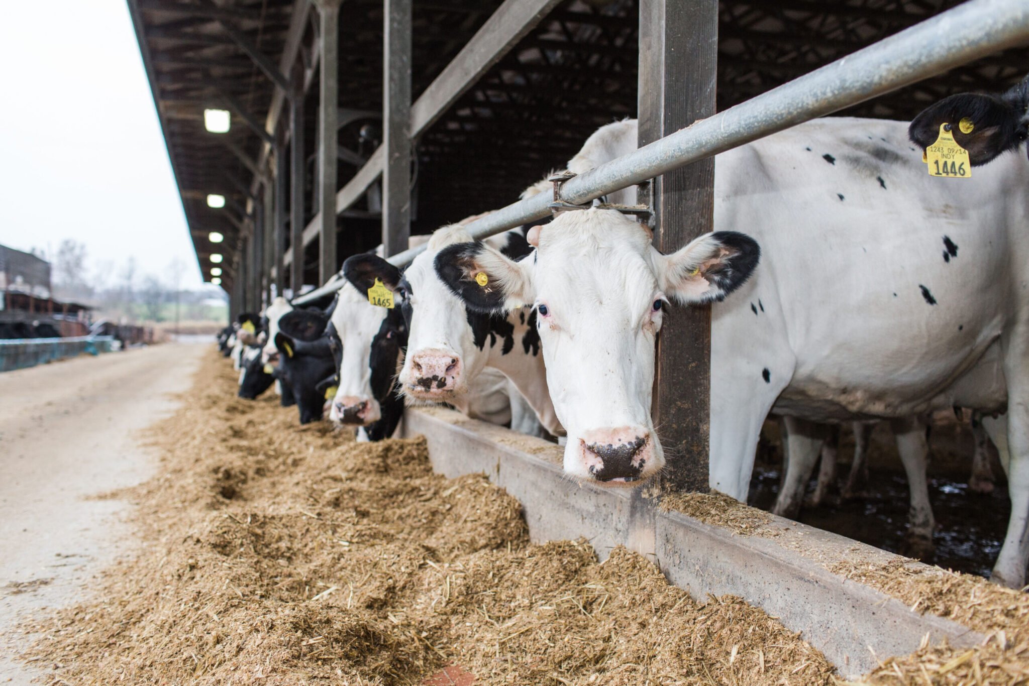 Put Your Cows First and They’ll Take Care of You | Dairy Business News