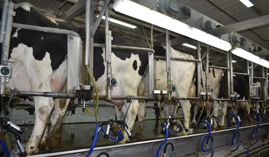 Seconds Do Matter in Your Milking Routine | Dairy Business News