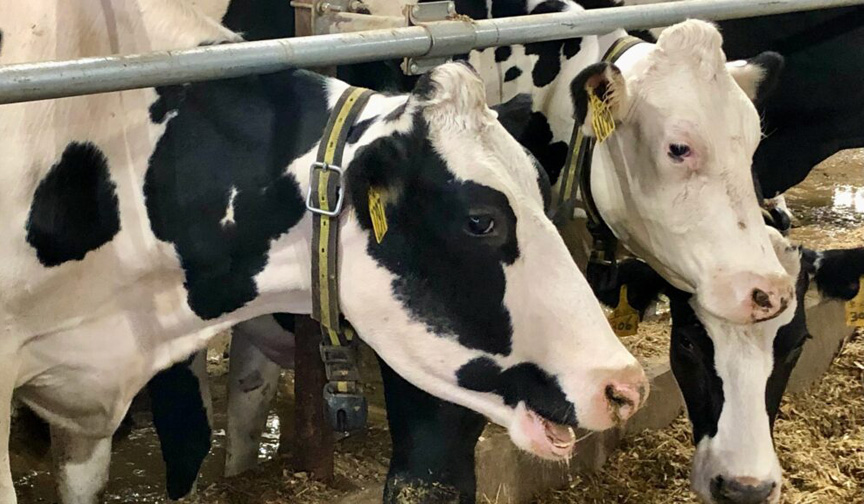 Cows wearing fitness trackers? | Dairy Business News