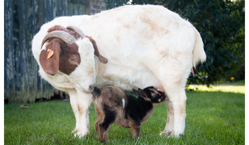Goat IVF Introduces World’s Smallest Dairy Goat back to UK | Dairy ...