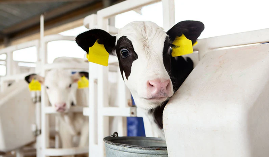 How Early-Stage Nutrition Helps Animals Reach Full Genetic Potential ...