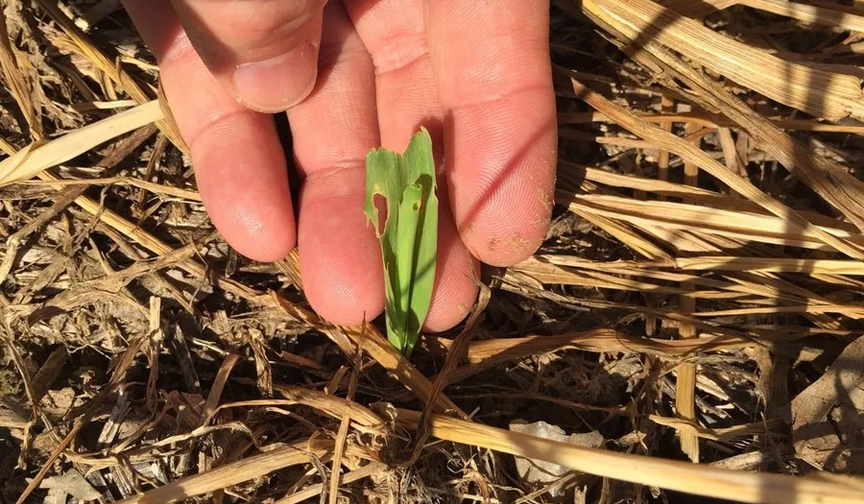 Insect Update: Three Insect Pests to Consider | Dairy Business News