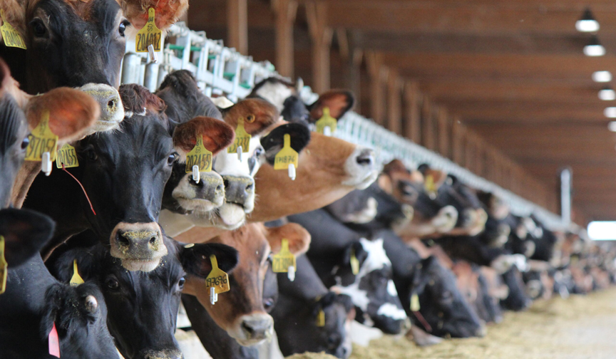 Introducing 305-AA: The New Standardized Yield Measurement | Dairy ...
