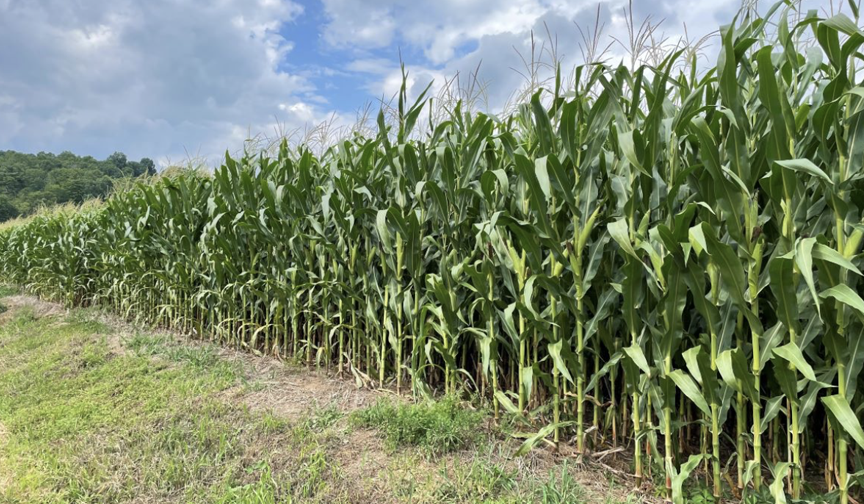 Corn Silage Management: Ensuring Quality for Farm Profitability | Dairy ...