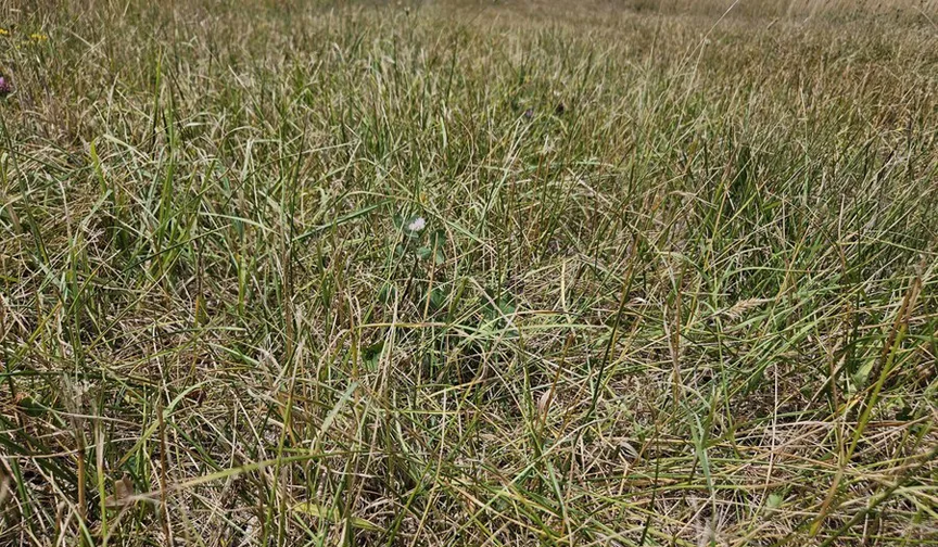 Evaluating and Maintaining Pastures in Dry Conditions | Dairy Business News