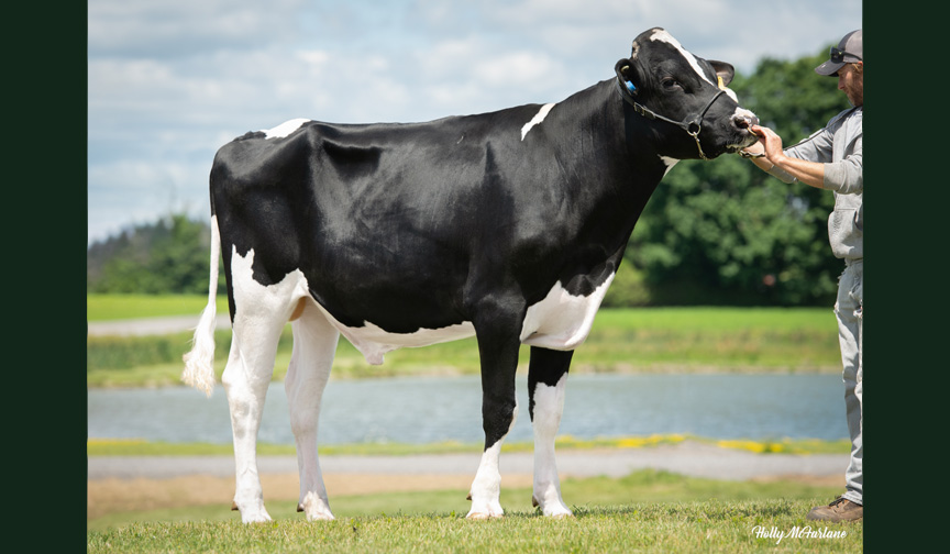 Showbox Sires Releases New Bull JUDGE | Dairy Business News