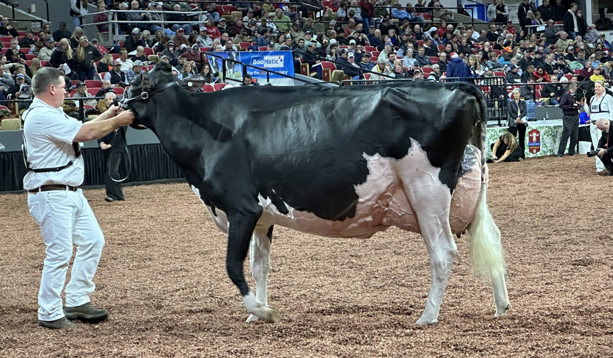 Showbox Sires Releases New Bull JUDGE | Dairy Business News