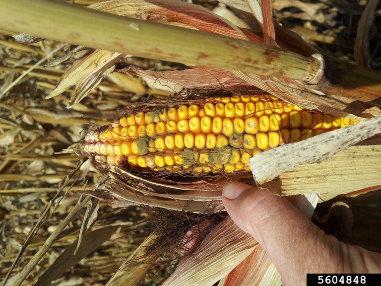 Corn Ear Rots and Mycotoxins | Dairy Business News