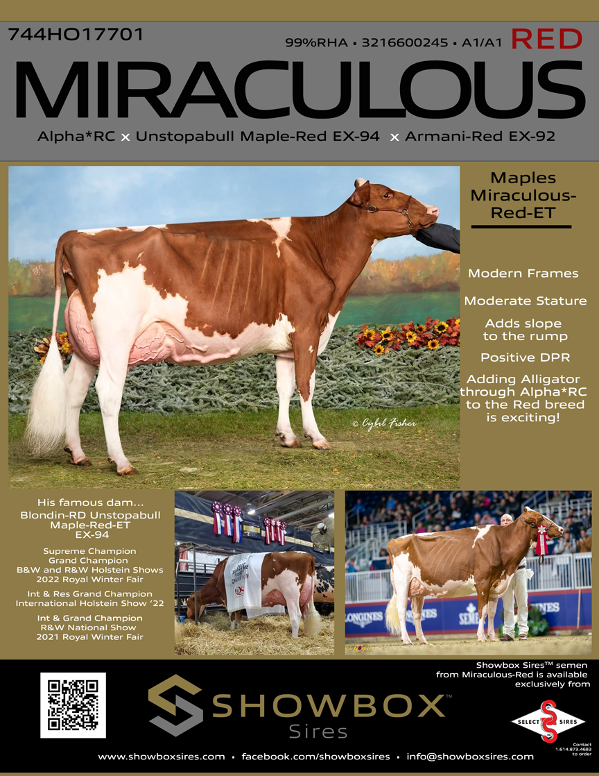 Showbox Sires Releases New Bull Maples Miraculous Red | Dairy Business News