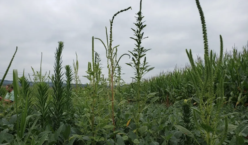 What’s New for Agronomic Weed Control in 2025 | Dairy Business News
