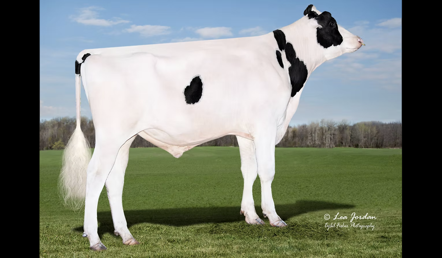 Showbox Sires Introduces Bull To Their Lineup: VENMO | Dairy Business News