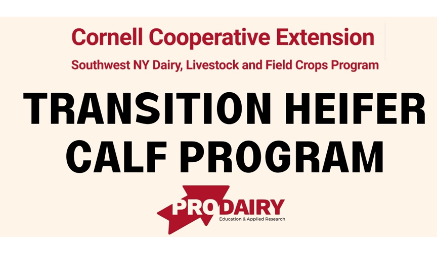 Caring for Calves – A Hands-On Learning Opportunity! | Dairy Business News