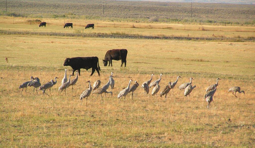 Extension hosts workshop for livestock producers to help them prepare ...
