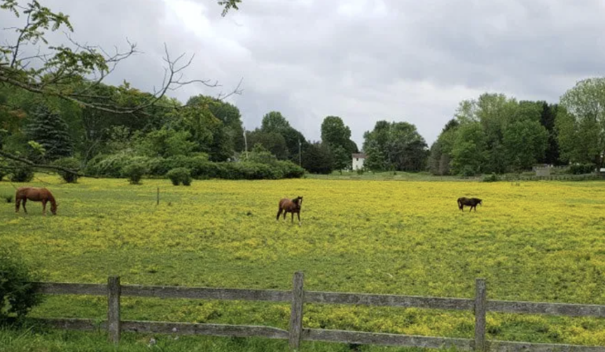 Control Buttercup and Poison Hemlock in Pastures Now | Dairy Business News