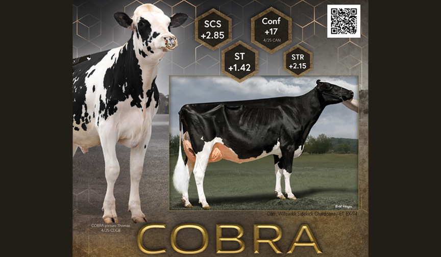Showbox Sires Introduces Their Latest Bull Cobra | Dairy Business News