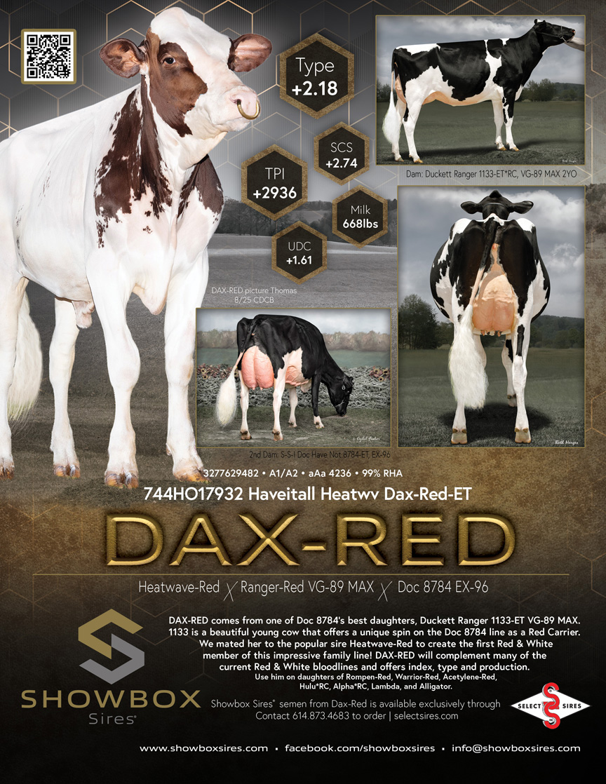 Showbox Sires Introduces ‘the next biggest thing in red and whites’ DAX ...
