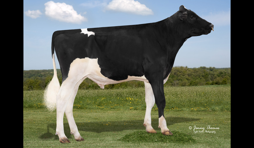 Showbox Sires Releases New Bull Slugger | Dairy Business News