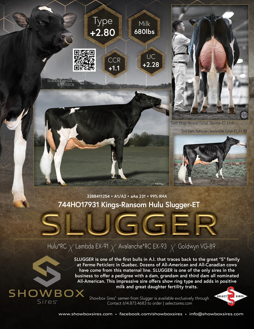 Showbox Sires Releases New Bull Slugger | Dairy Business News