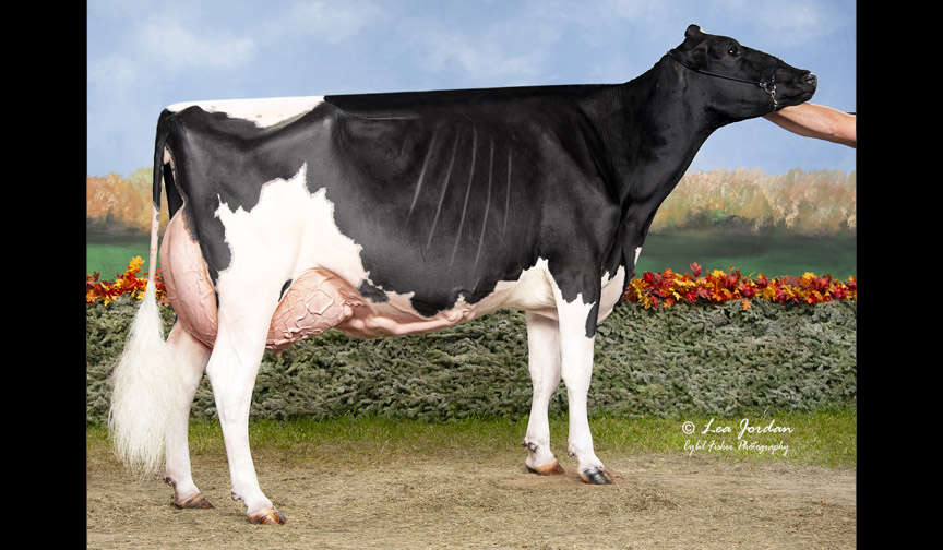 Showbox Sires Releases a new Bull – Kings Ransom Donatelo | Dairy ...