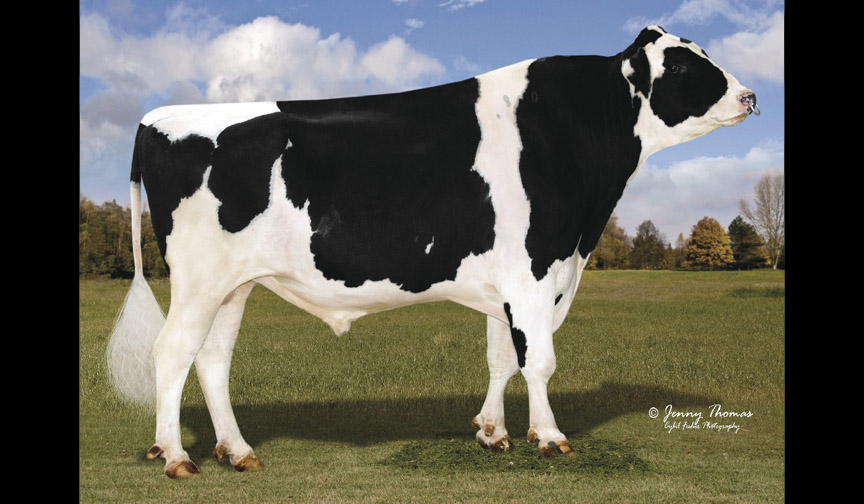 Influential Polled sire LUSTER-P passes away | Dairy Business News